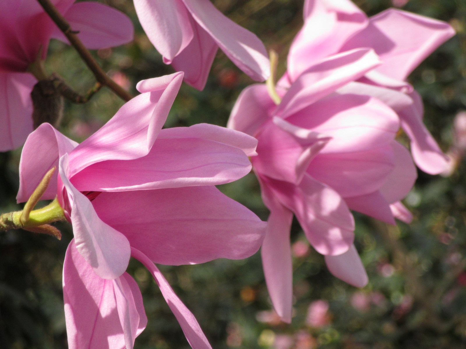 A storm of magnolias at RHS Wisley makes Battleston Hill quite magical ...