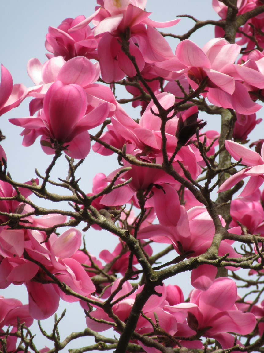 A storm of magnolias at RHS Wisley makes Battleston Hill quite magical ...