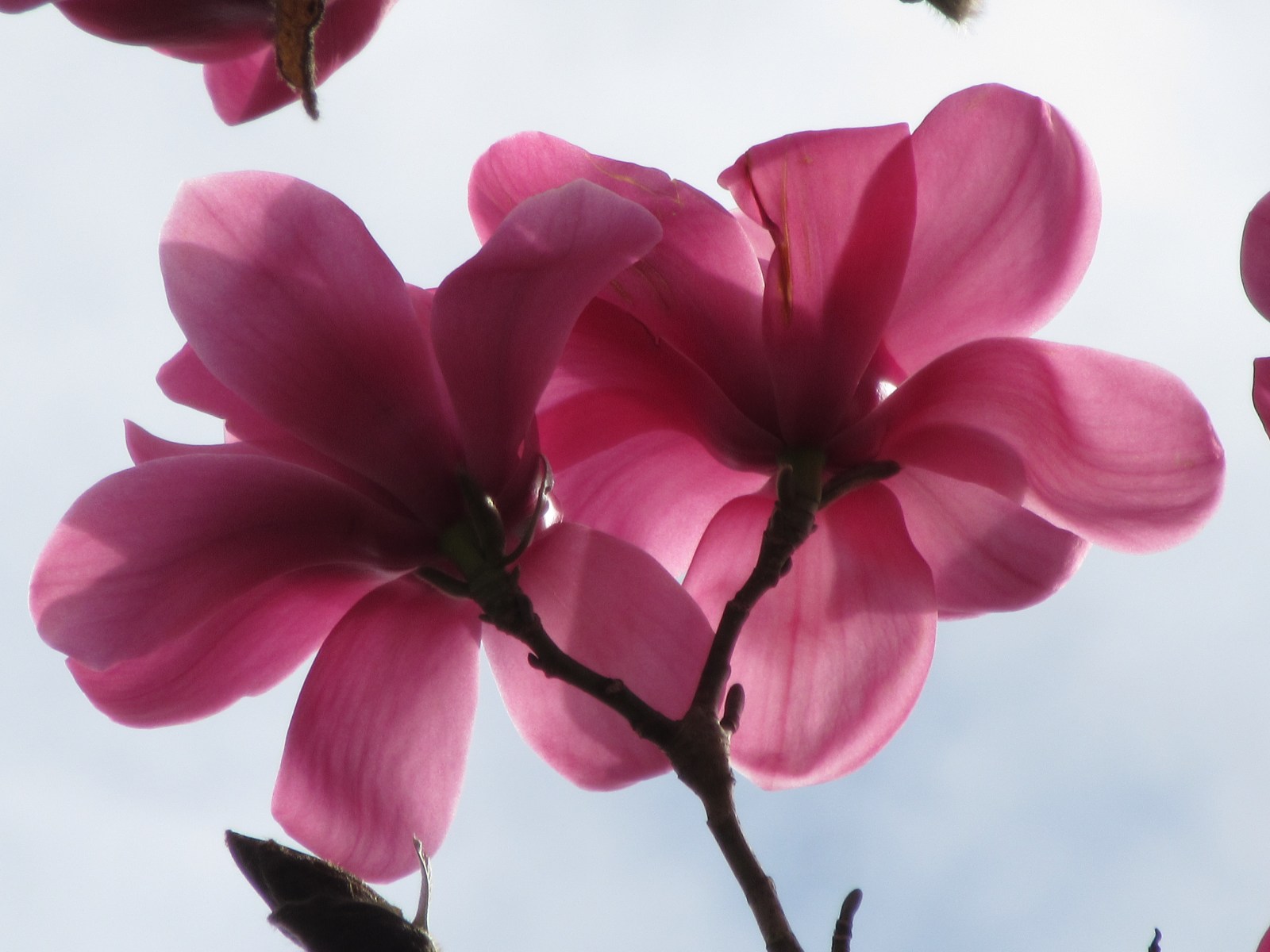 A storm of magnolias at RHS Wisley makes Battleston Hill quite magical ...