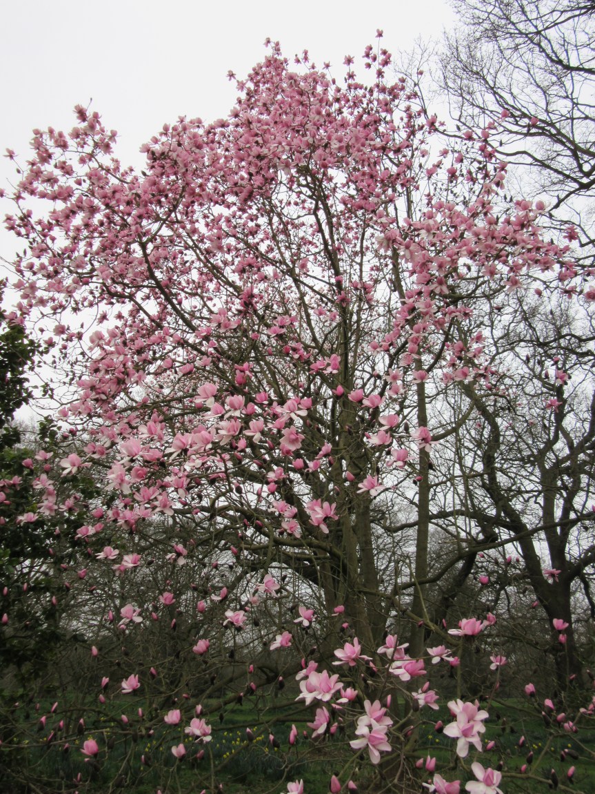 Magnolias – A grand display at Kew …. @kewgardens #springatkew # ...