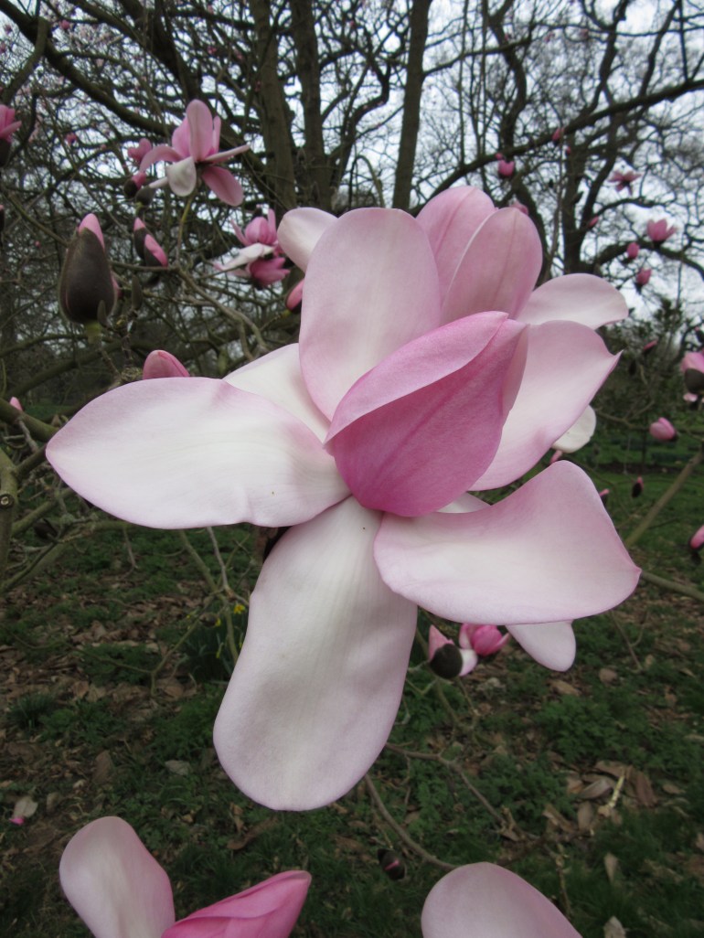 Magnolias – A grand display at Kew …. @kewgardens #springatkew # ...