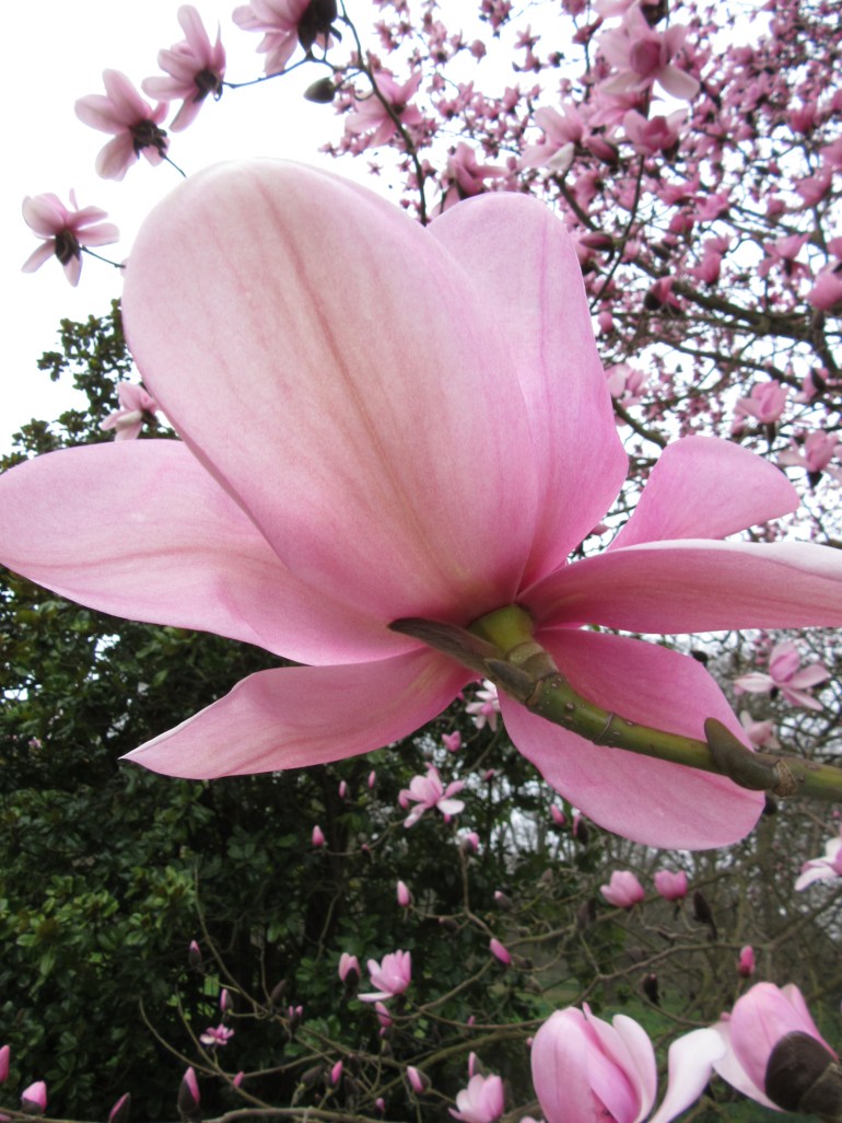 Magnolias – A grand display at Kew …. @kewgardens #springatkew # ...