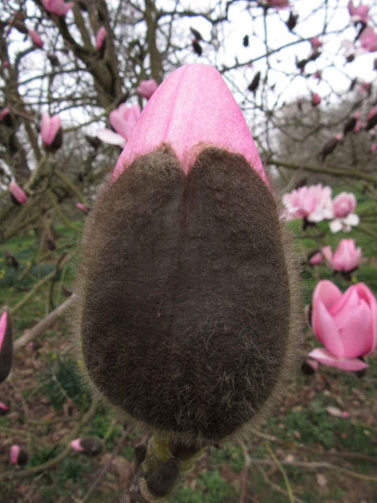 Magnolias – A grand display at Kew …. @kewgardens #springatkew # ...