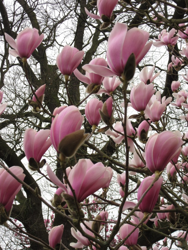 Magnolias – A grand display at Kew …. @kewgardens #springatkew # ...