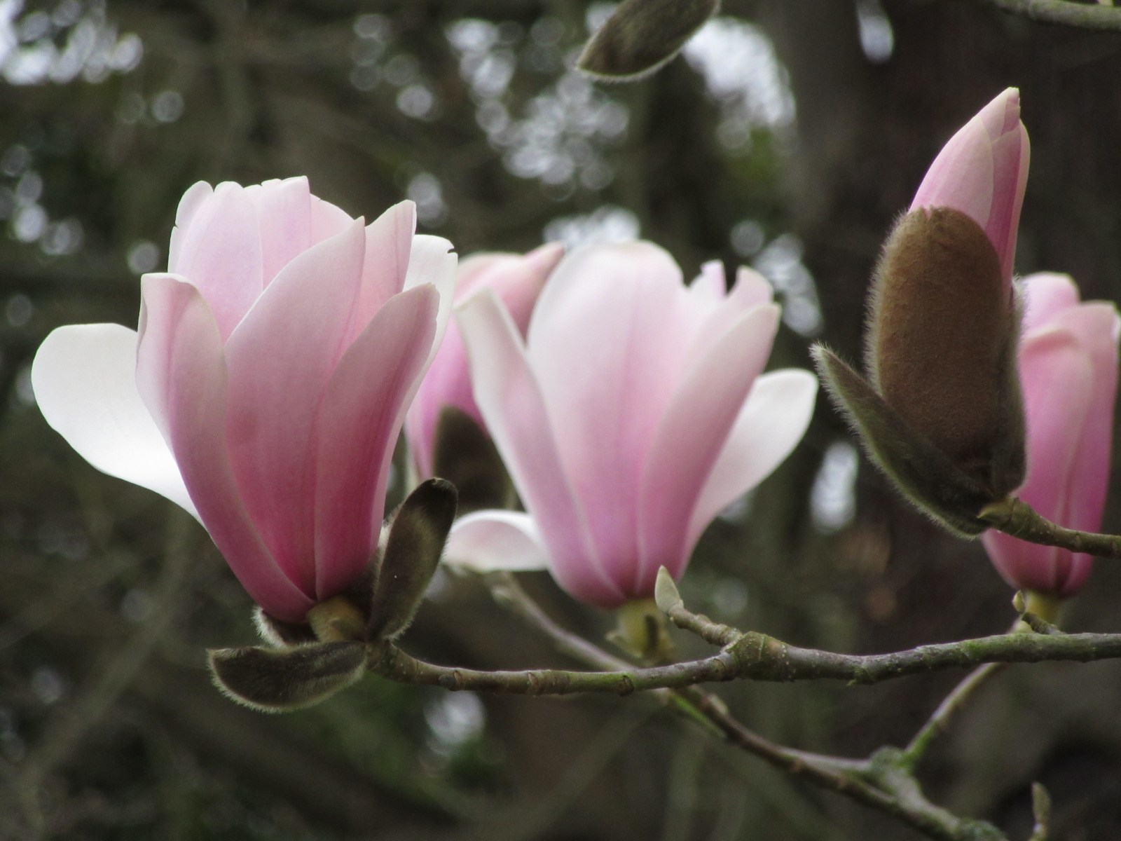 Magnolias – A grand display at Kew …. @kewgardens #springatkew # ...