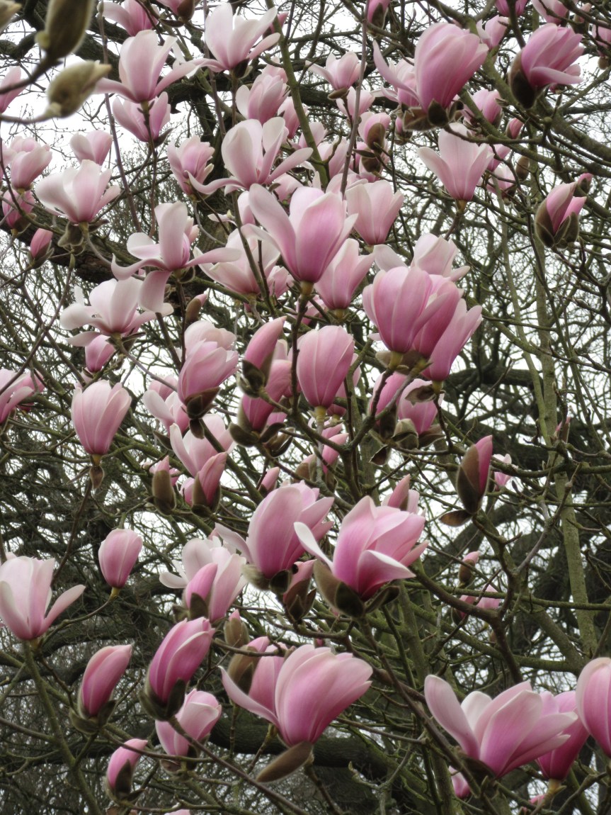 Magnolias – A grand display at Kew, 2015 …. @kewgardens #springatkew # ...