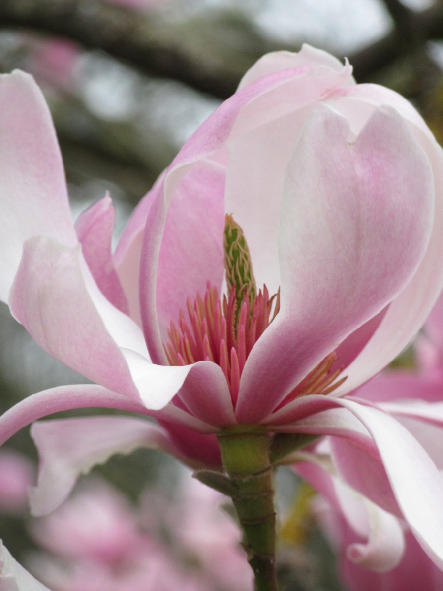 Magnolias – A grand display at Kew, 2015 …. @kewgardens #springatkew # ...