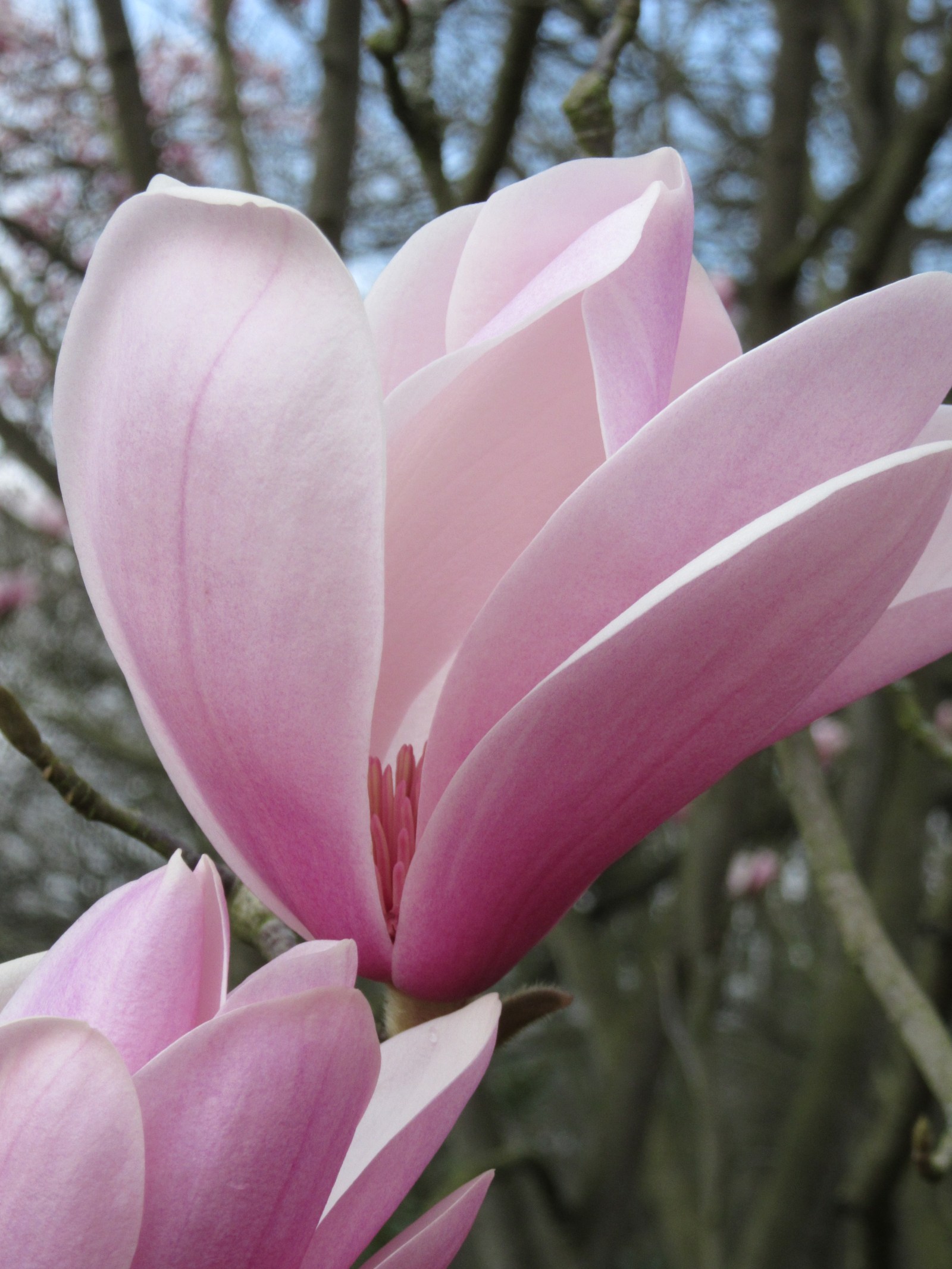 Magnolias – the grand display at Kew continues (one week on ...
