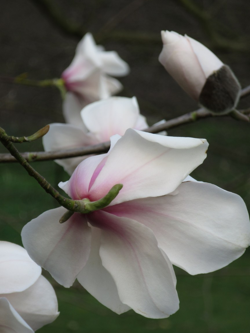 Magnolias – the grand display at Kew continues (one week on ...