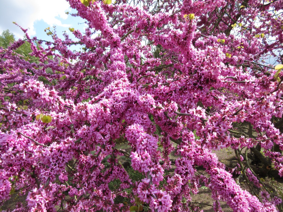 The Judas tree at Kew – 2015 but every year since – Cercis siliquastrum ...