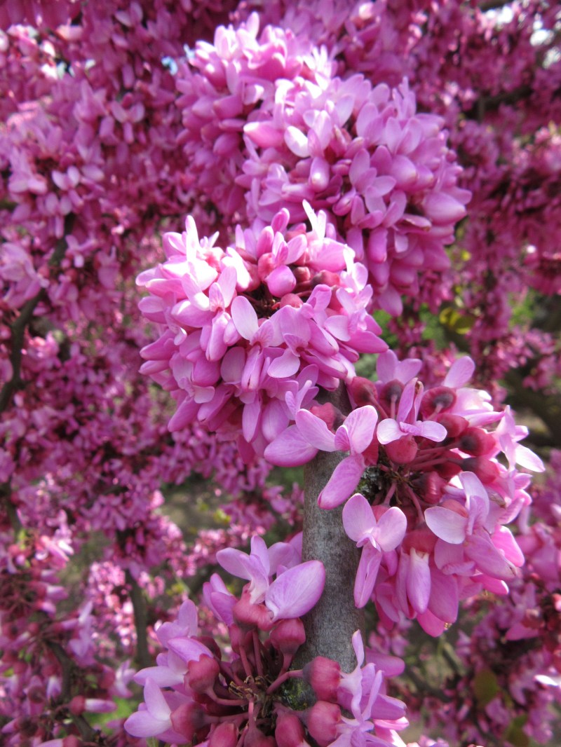 The Judas tree at Kew – 2015 but every year since – Cercis siliquastrum ...