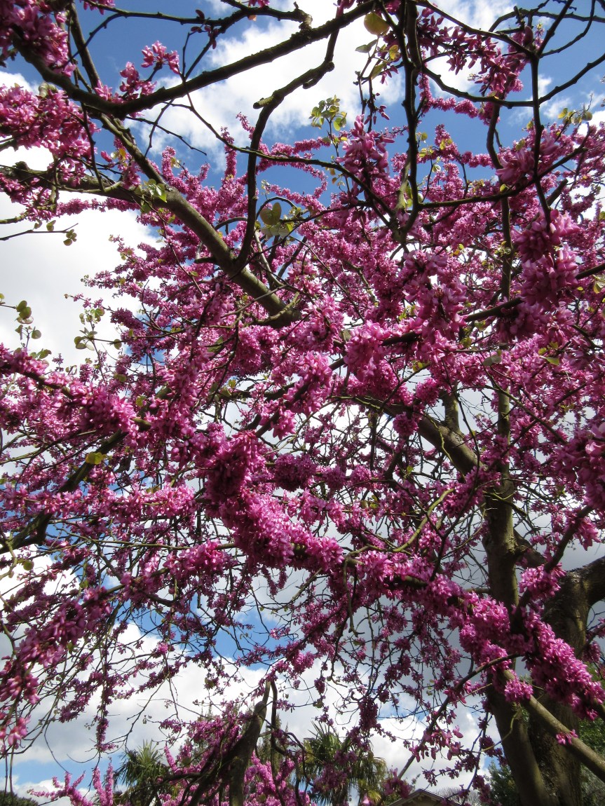 The Judas tree at Kew – 2015 but every year since – Cercis siliquastrum ...