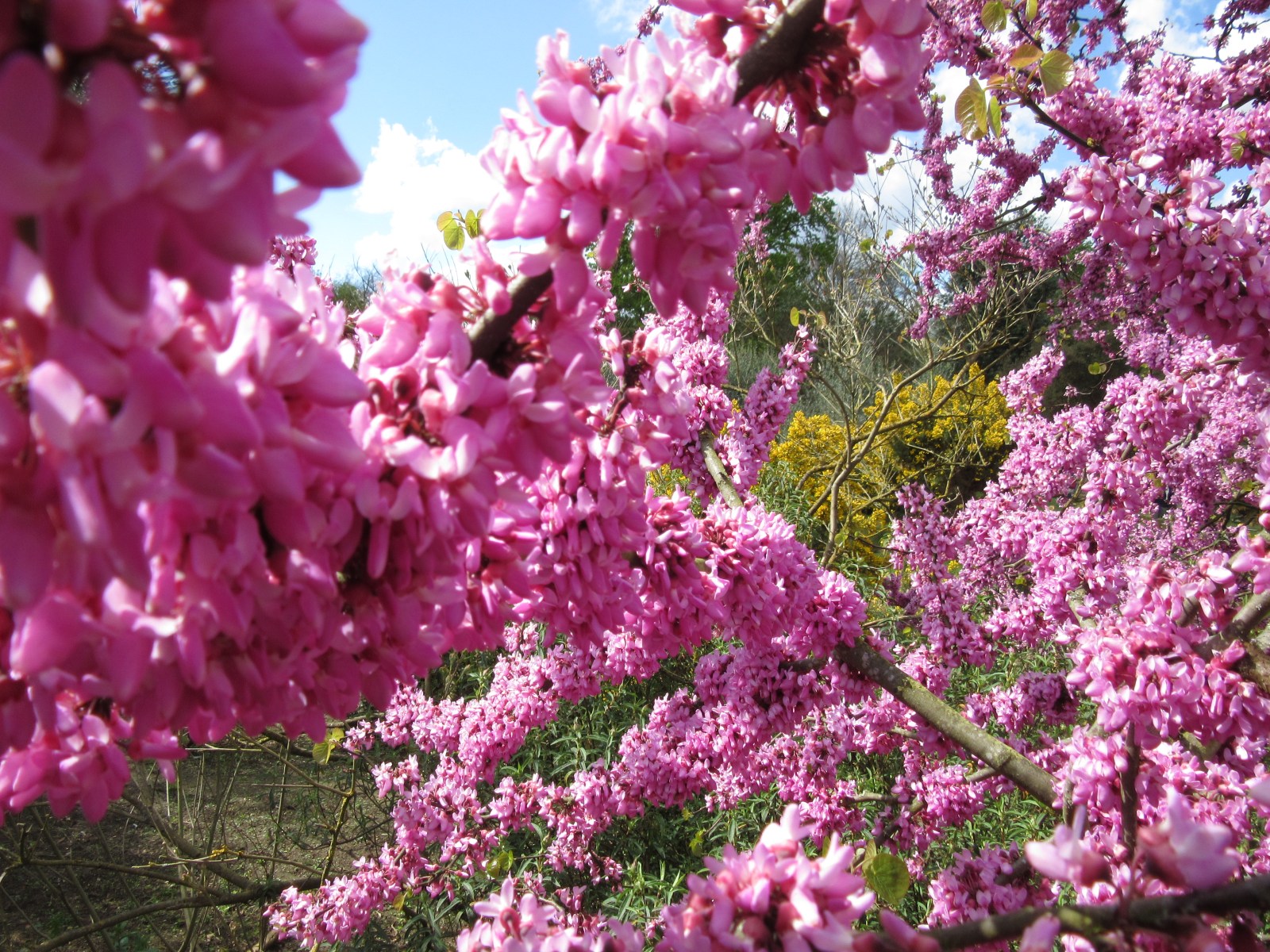 The Judas tree at Kew – 2015 but every year since – Cercis siliquastrum ...