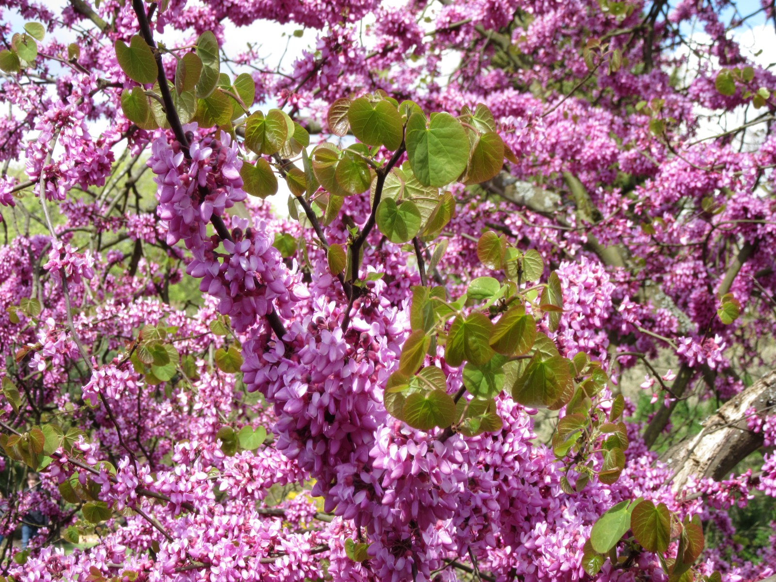The Judas tree at Kew – 2015 but every year since – Cercis siliquastrum ...