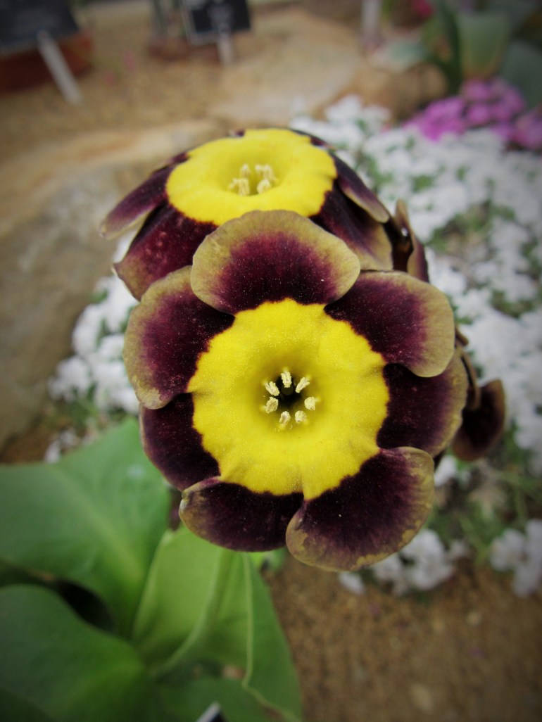 Auriculas and other delights – the Alpine House at RHS Wisley, early ...