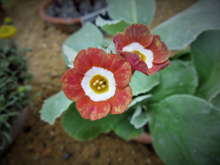 Auriculas and other delights – the Alpine House at RHS Wisley, early ...
