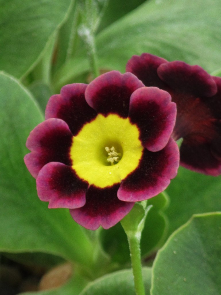 Auriculas and other delights – the Alpine House at RHS Wisley, early ...