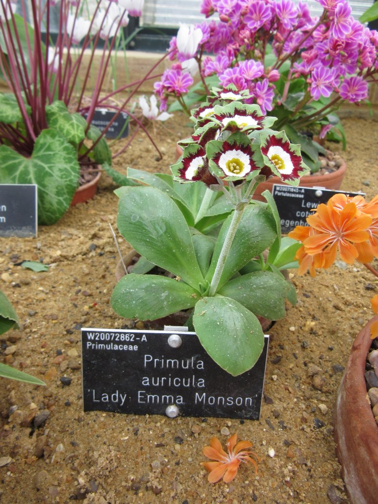 Auriculas and other delights – the Alpine House at RHS Wisley, early ...