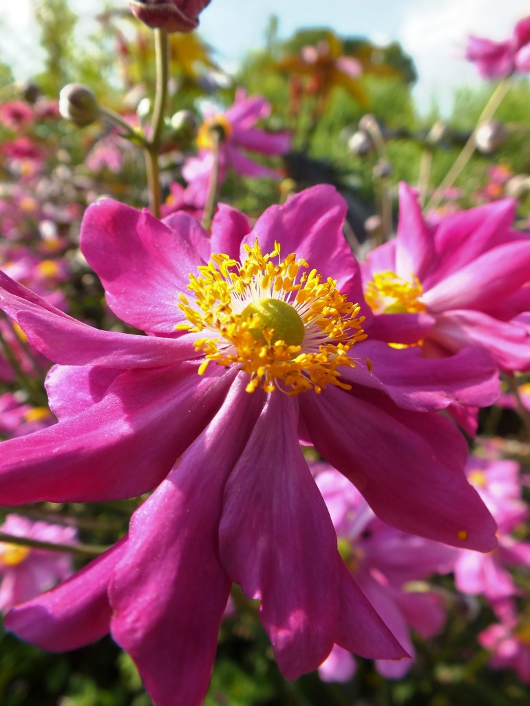 Anemone Prinz Heinrich – The Teddington Gardener