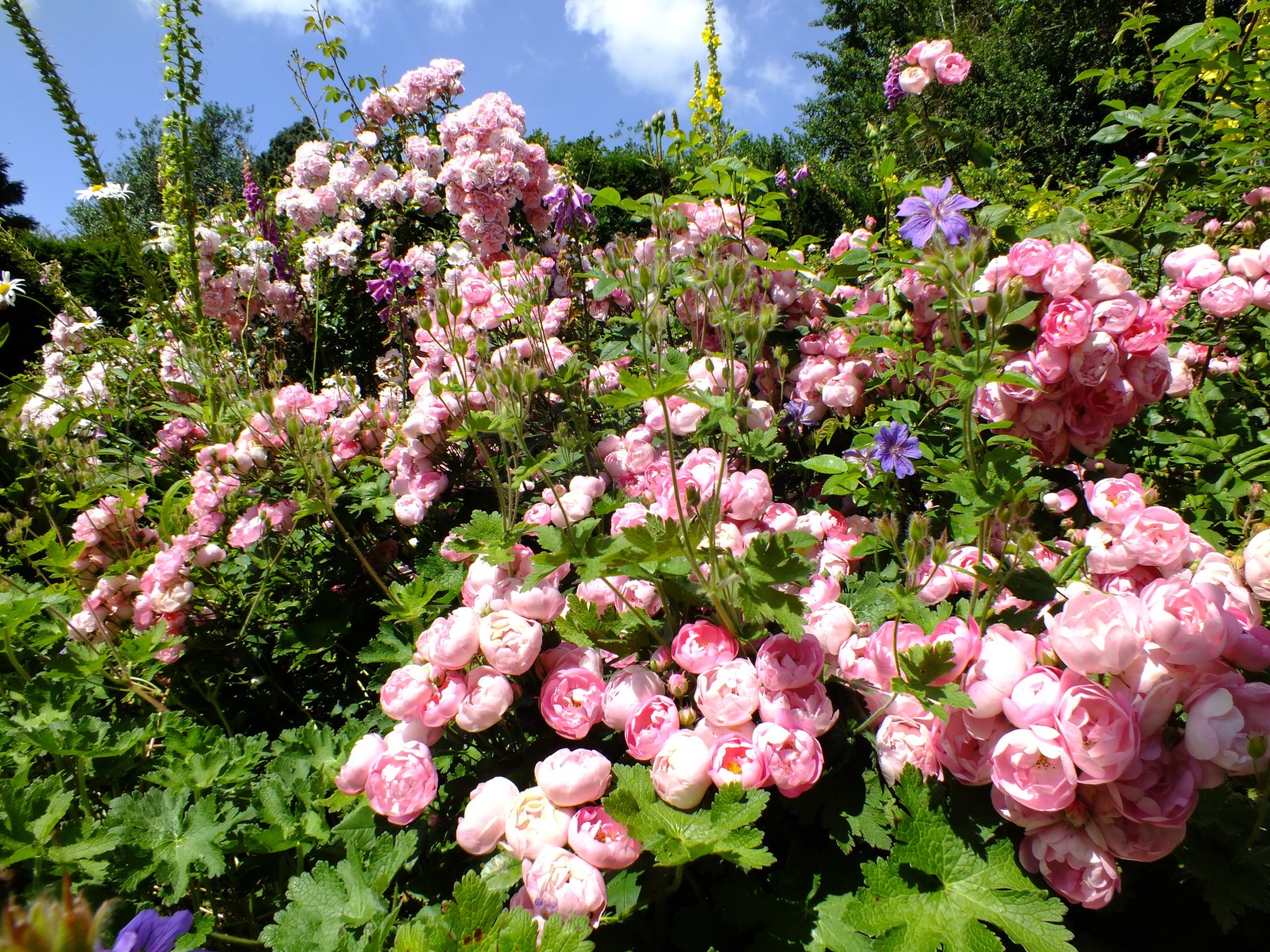 Plant tonics expertly explained and recommended – thank you ‘The ...