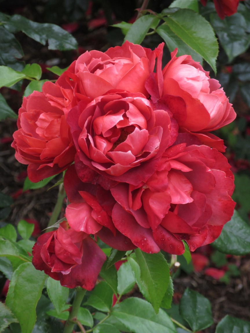 Roses and what to put with them – two rose gardens at RHS Wisley and ...