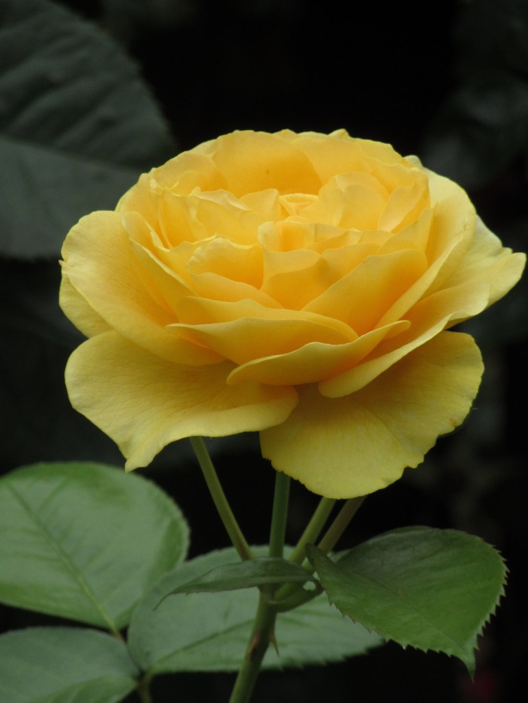 Roses and what to put with them – two rose gardens at RHS Wisley and ...