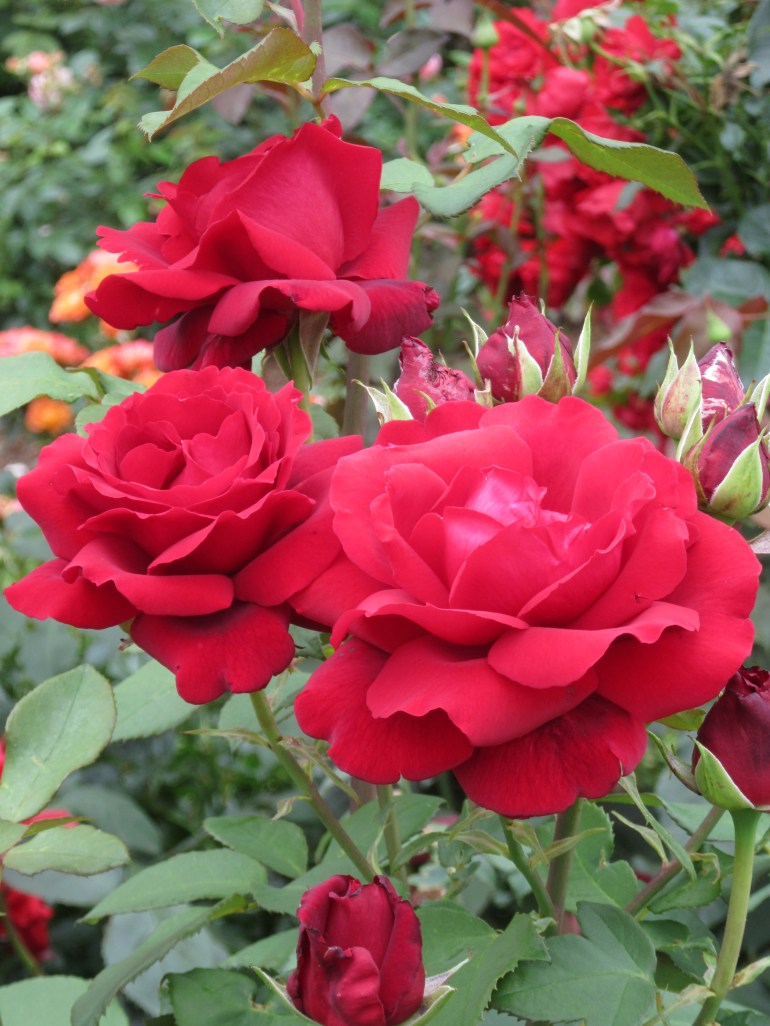 Roses and what to put with them – two rose gardens at RHS Wisley and ...