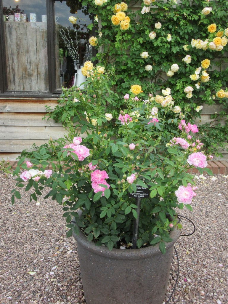 A refresher first – and later this week, a return to the remarkable ...