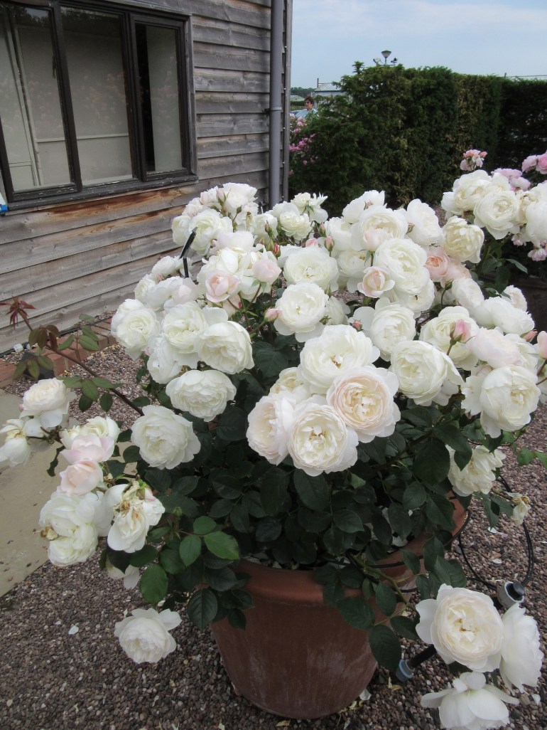 A refresher first – and later this week, a return to the remarkable ...