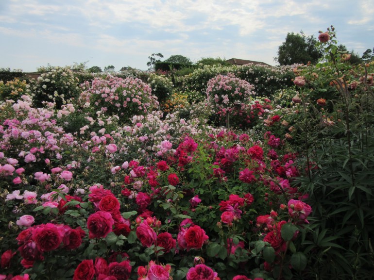 2 acres of Paradise? David Austin Roses at their Albrighton Nursery ...