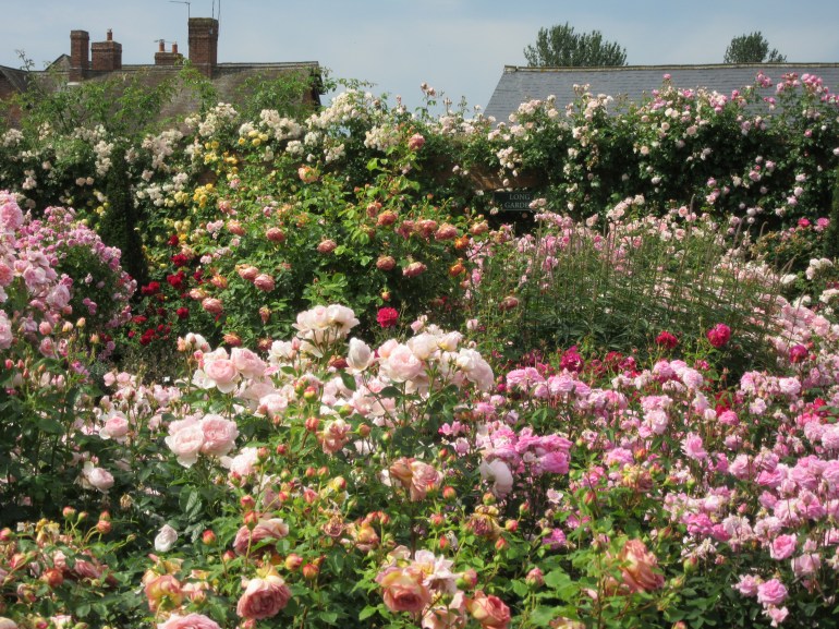 2 acres of Paradise? David Austin Roses at their Albrighton Nursery ...