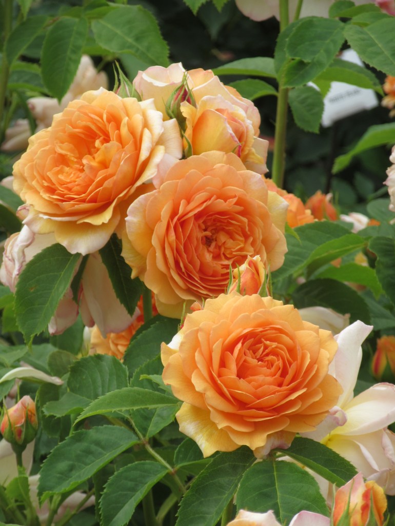 2 acres of Paradise? David Austin Roses at their Albrighton Nursery ...