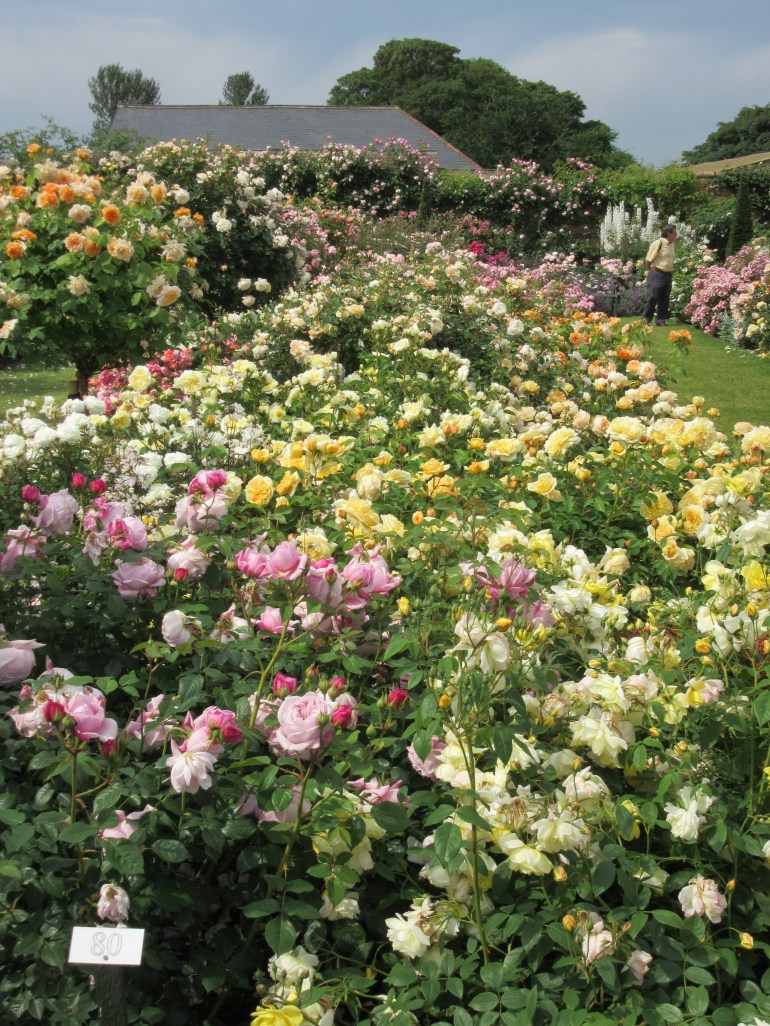 2 acres of Paradise? David Austin Roses at their Albrighton Nursery ...
