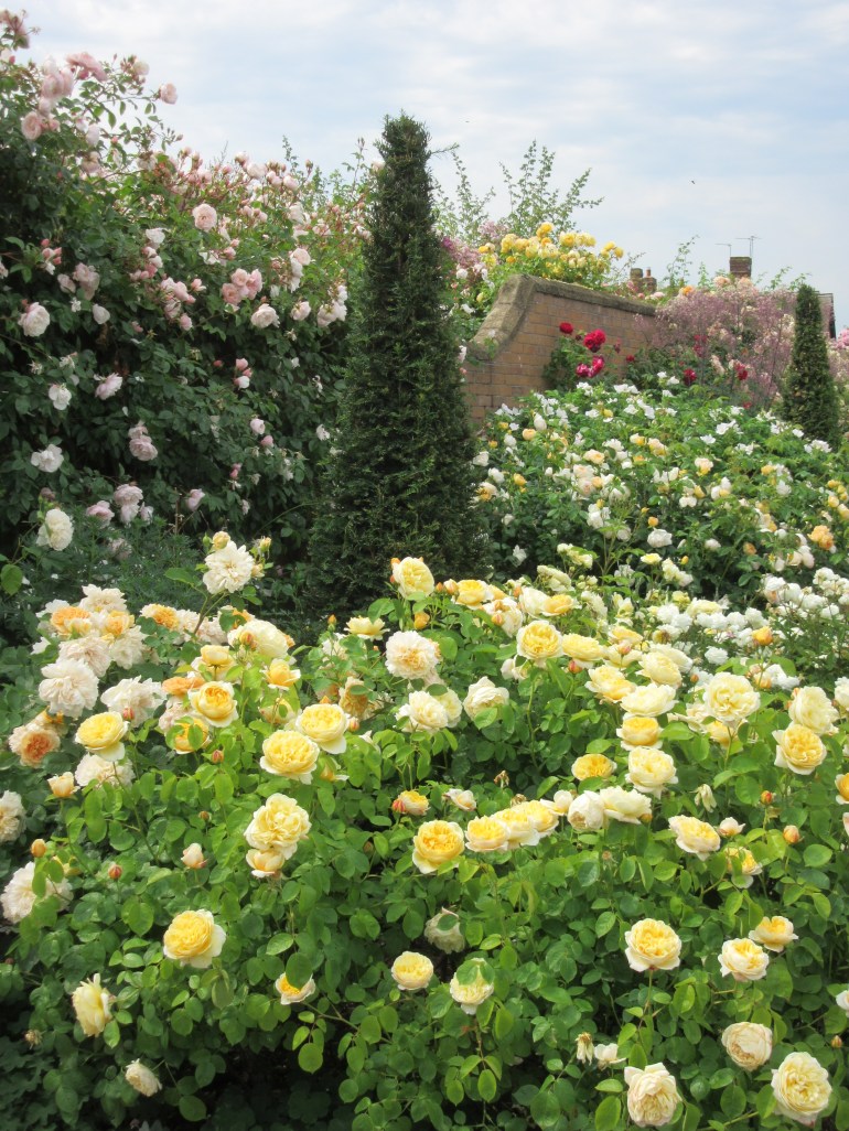 2 acres of Paradise? David Austin Roses at their Albrighton Nursery ...