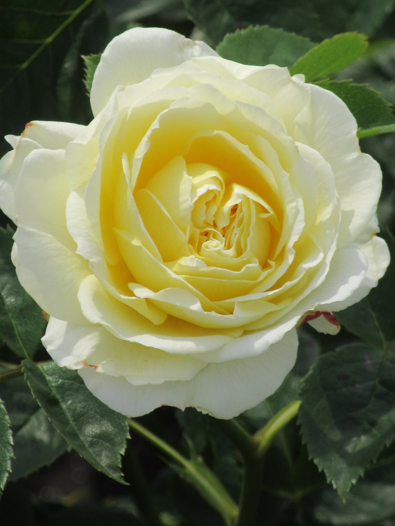 Time Travel: The Trial Beds at David Austin Roses – A glimpse of the ...