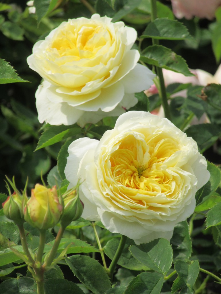Time Travel: The Trial Beds at David Austin Roses – A glimpse of the ...