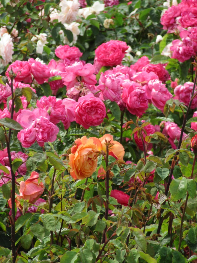 Time Travel: The Trial Beds at David Austin Roses – A glimpse of the ...