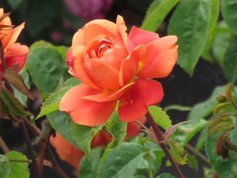 Time Travel: The Trial Beds at David Austin Roses – A glimpse of the ...