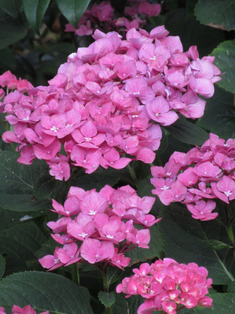 Early Hydrangeas at RHS Wisley – a tour through the meandering paths on ...