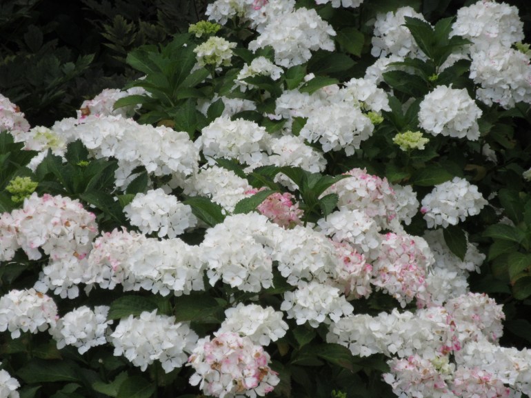 Early Hydrangeas at RHS Wisley – a tour through the meandering paths on ...