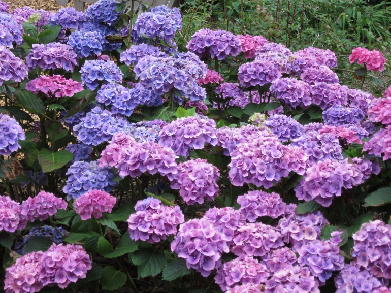 Early Hydrangeas at RHS Wisley – a tour through the meandering paths on ...