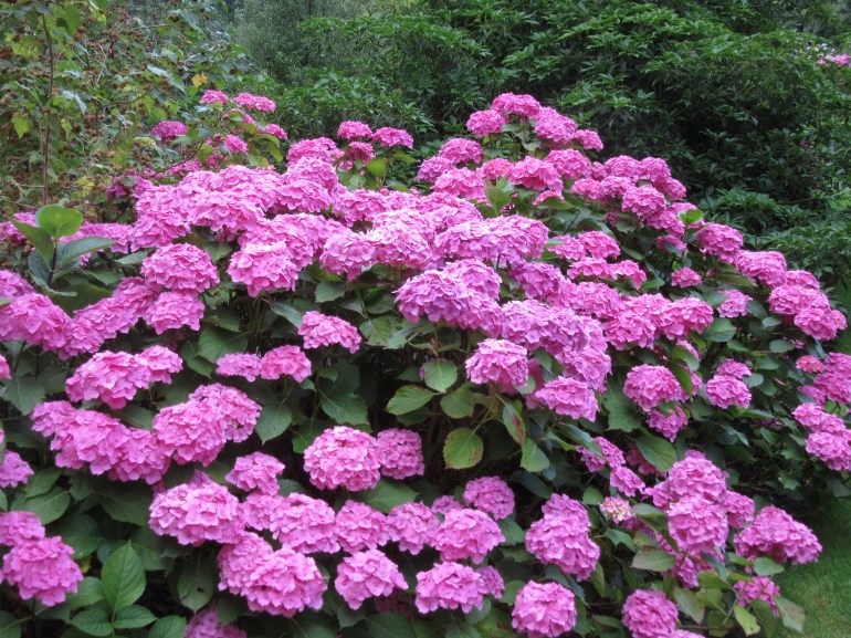 Early Hydrangeas at RHS Wisley – a tour through the meandering paths on ...