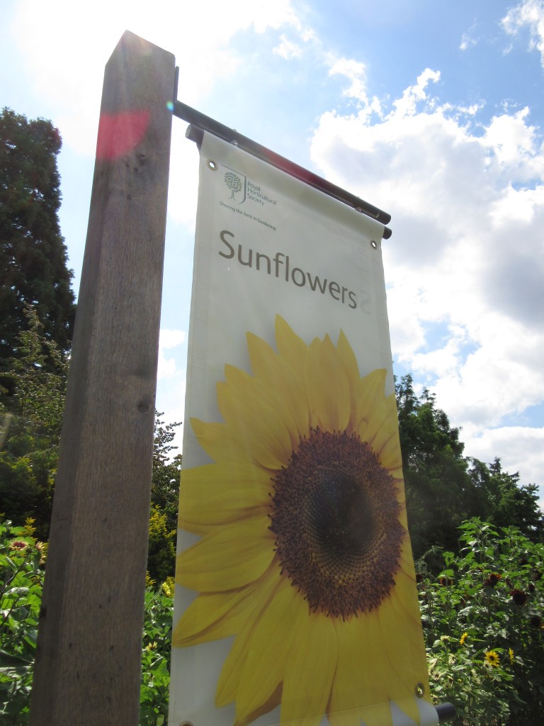 It’s all going Vincent van Gogh – Sunflowers on trial at RHS Wisley ...