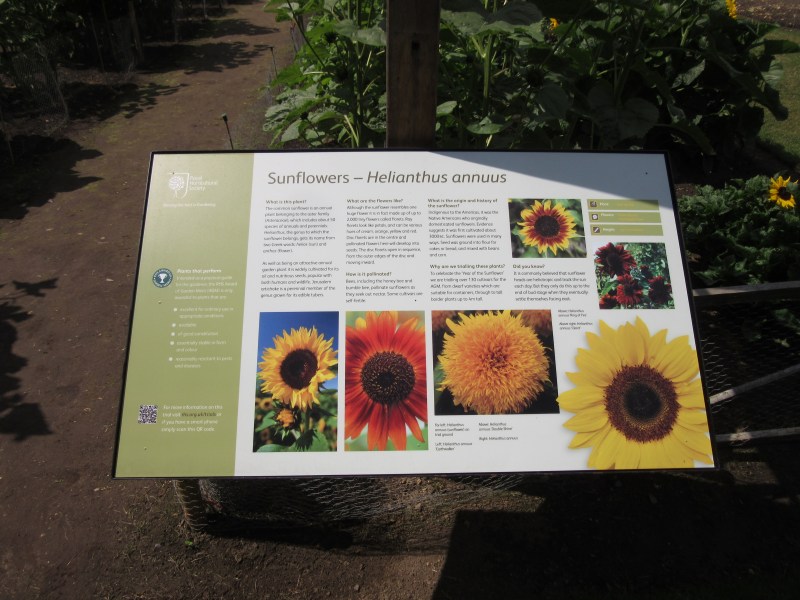 It’s all going Vincent van Gogh – Sunflowers on trial at RHS Wisley ...