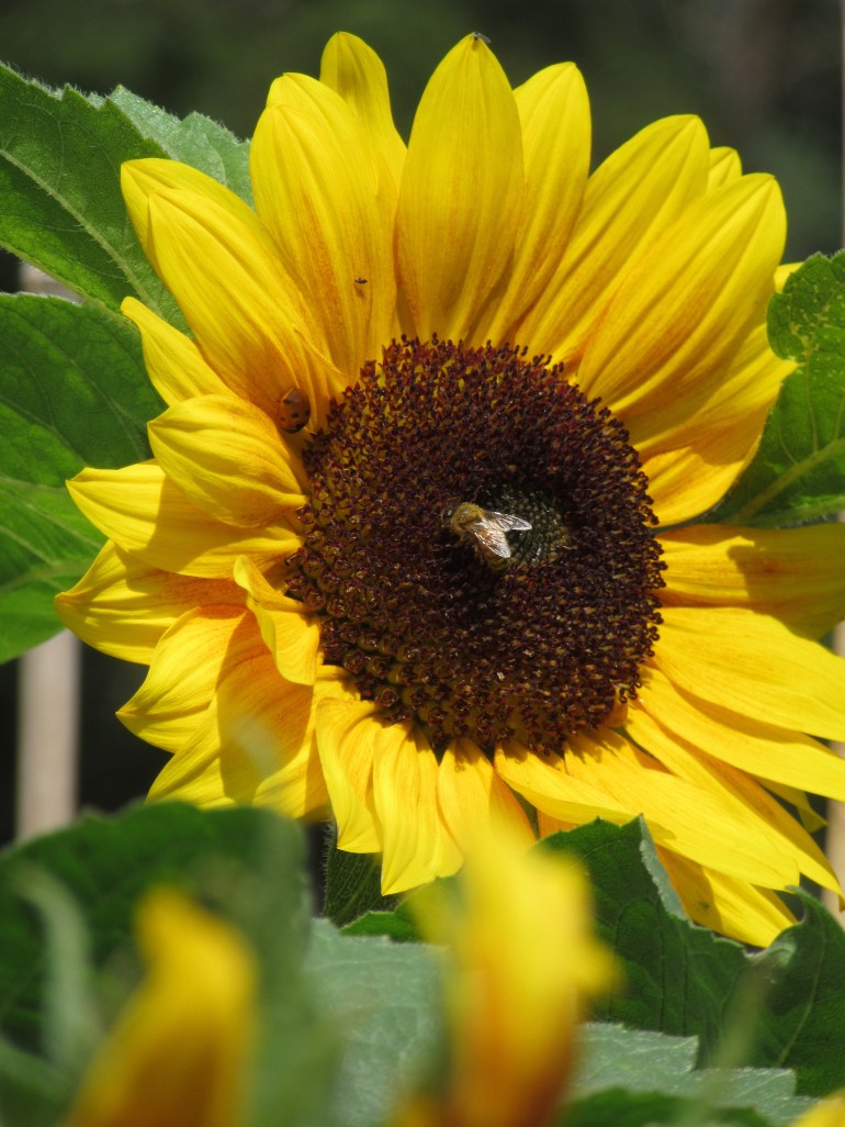 It’s all going Vincent van Gogh – Sunflowers on trial at RHS Wisley ...