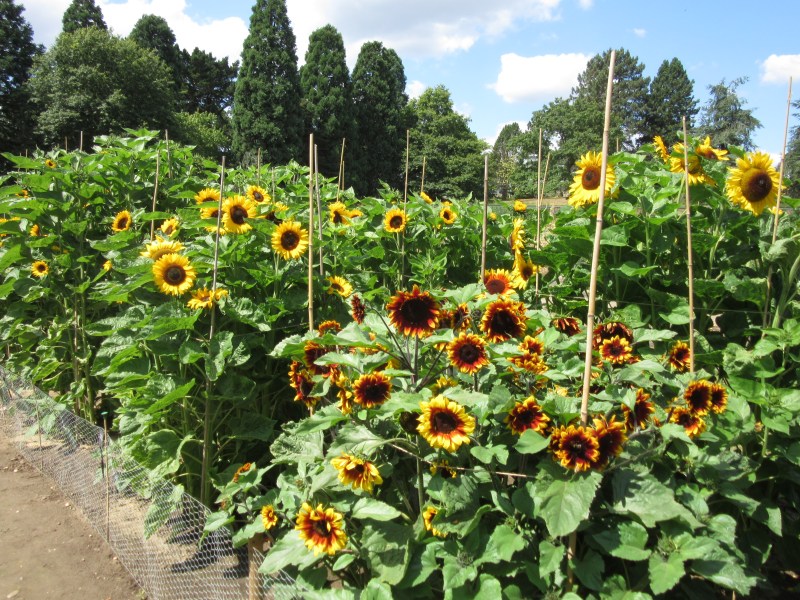 It’s all going Vincent van Gogh – Sunflowers on trial at RHS Wisley ...