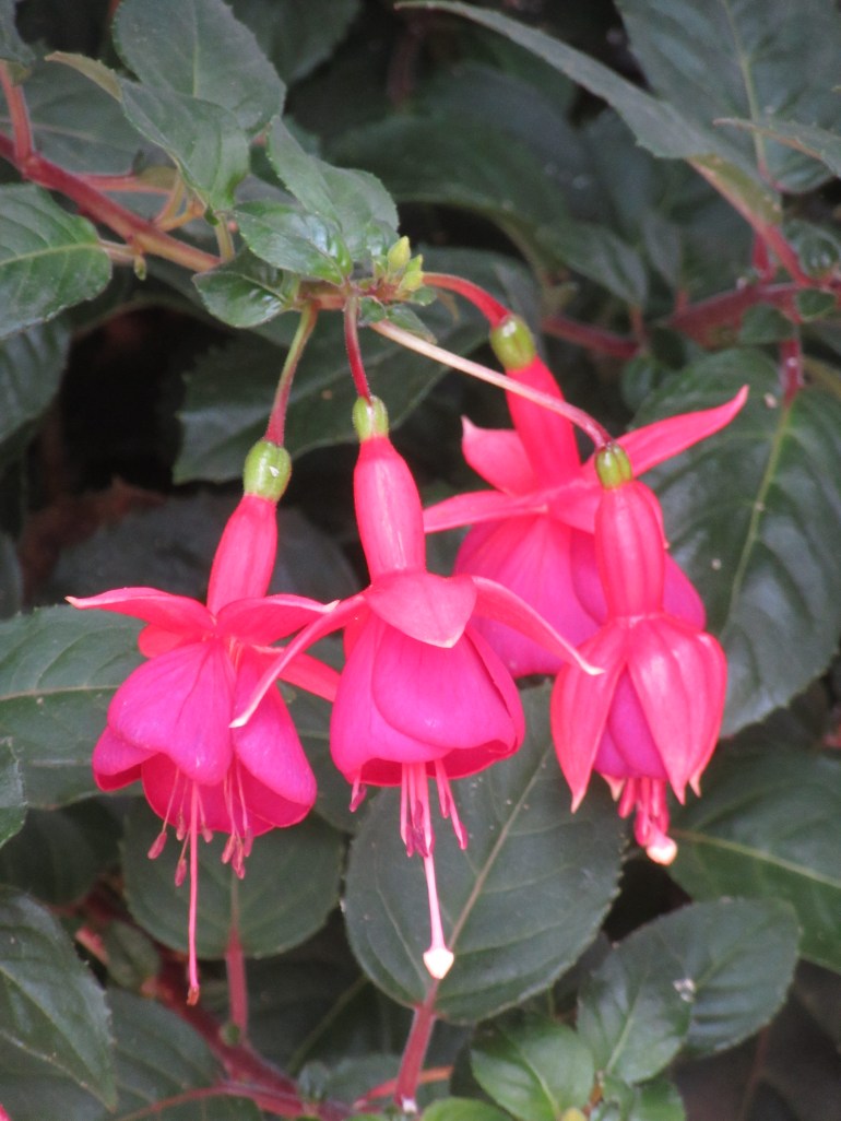A Fuchsia or two in the Glasshouse at RHS Wisley – The Teddington Gardener