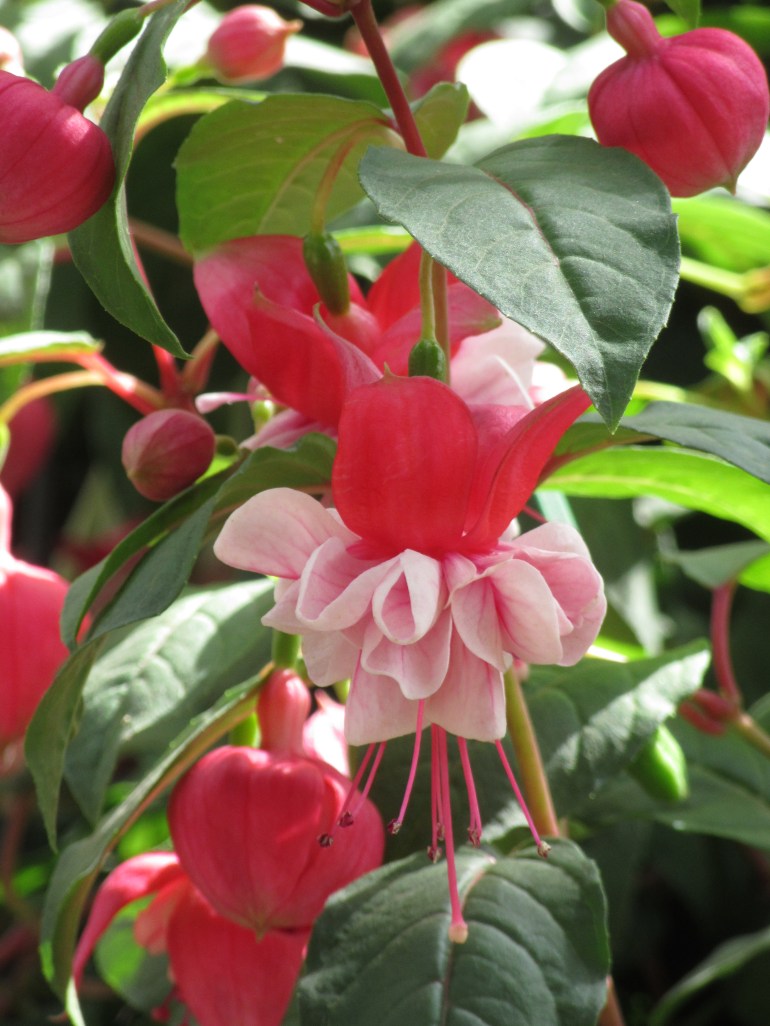 A Fuchsia or two in the Glasshouse at RHS Wisley – The Teddington Gardener