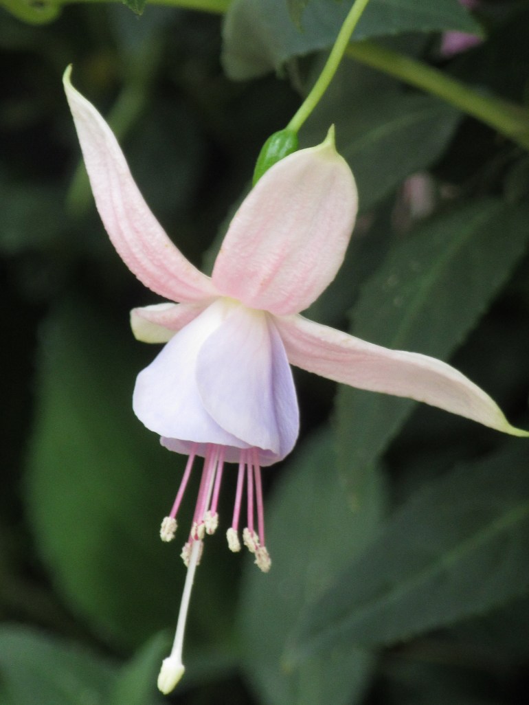 A Fuchsia or two in the Glasshouse at RHS Wisley – The Teddington Gardener