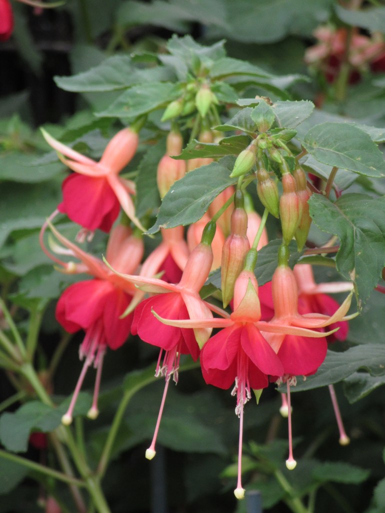 A Fuchsia or two in the Glasshouse at RHS Wisley – The Teddington Gardener